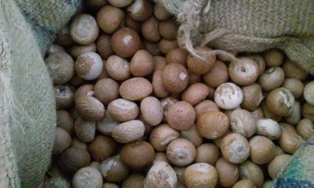 Red Supari - Buy Roasted Betel Nuts,Areca Nuts,Supari Product on ...
