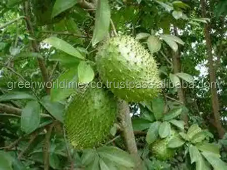 Frozen Soursop Pulp - Best Price & Premium Quality - 100% From Fresh ...