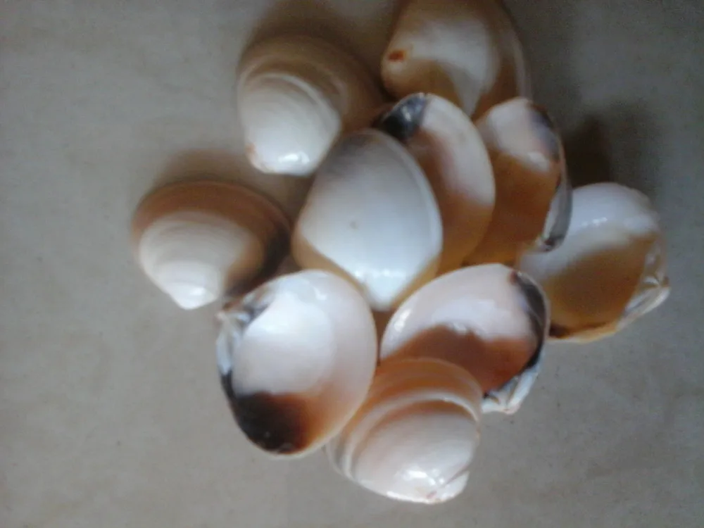 Custom Made Natural Cowrie Shells In Assorted Shapes And Sizes Suitable ...