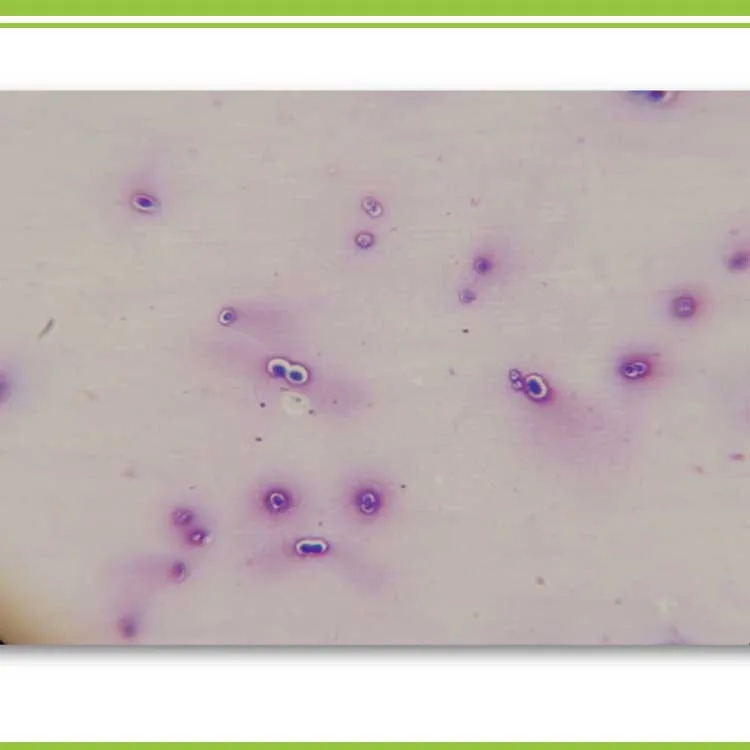 Powder Potassium Soluble Microbial Bacteria Silicate Bacterium ...