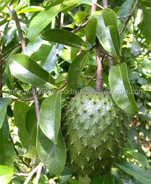 Frozen Soursop Pulp - Best Price & Premium Quality - 100% From Fresh ...