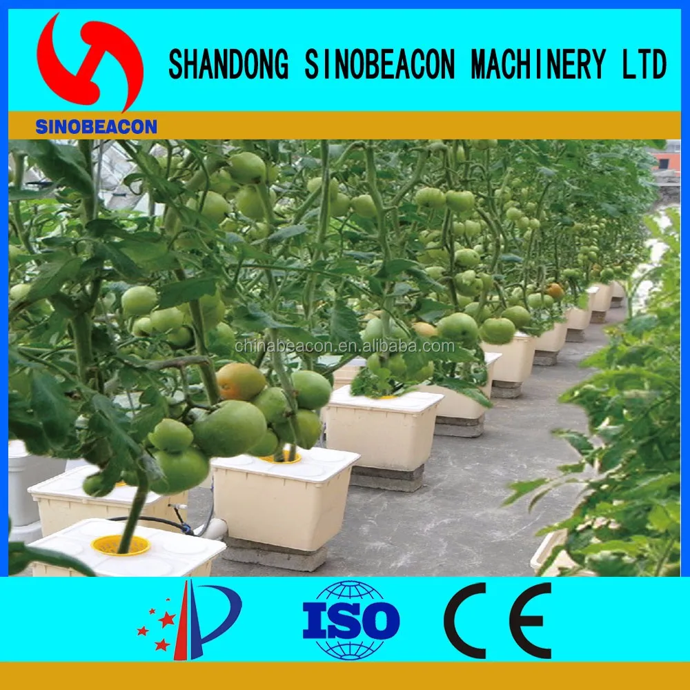 Hydroponic Bonsai Cultivation Cultivo Hydroponic System Dutch Bucket ...