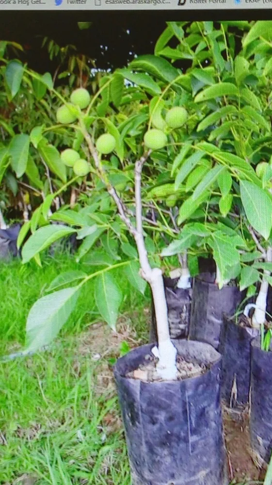 Grafted Walnut Sapling Chandler - Buy Grafted Walnut Saplings Chandler ...