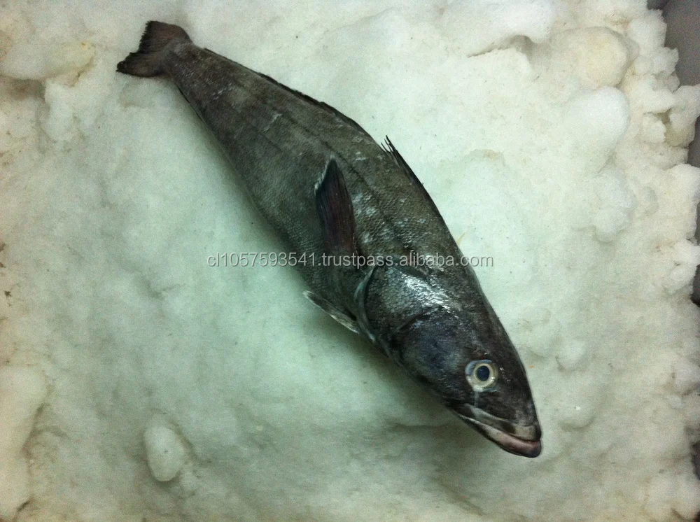 Patagonian Toothfish / Chilean Sea Bass We Are Producers ! - Buy Frozen ...