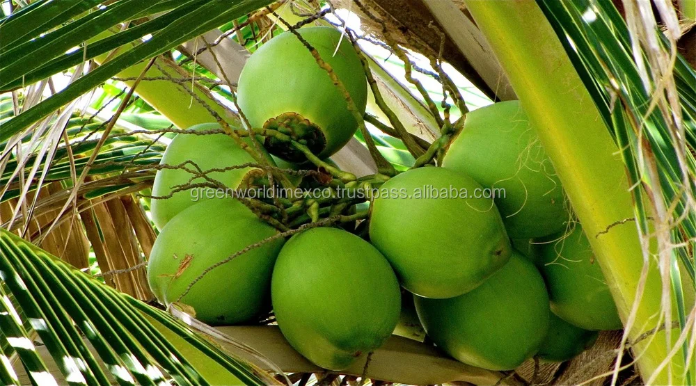 Fresh Young Green Coconut With Best Price From Vietnam!! - Buy Price Of ...