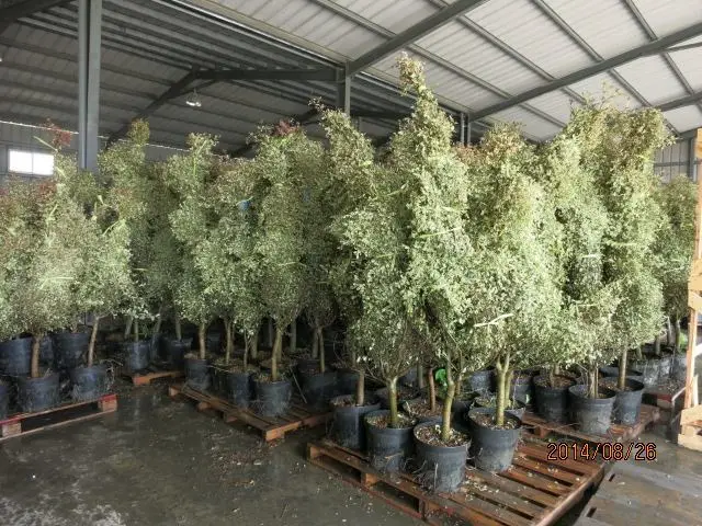 Terminalia Mantaly 'variegata' - Buy Plant Product on Alibaba.com