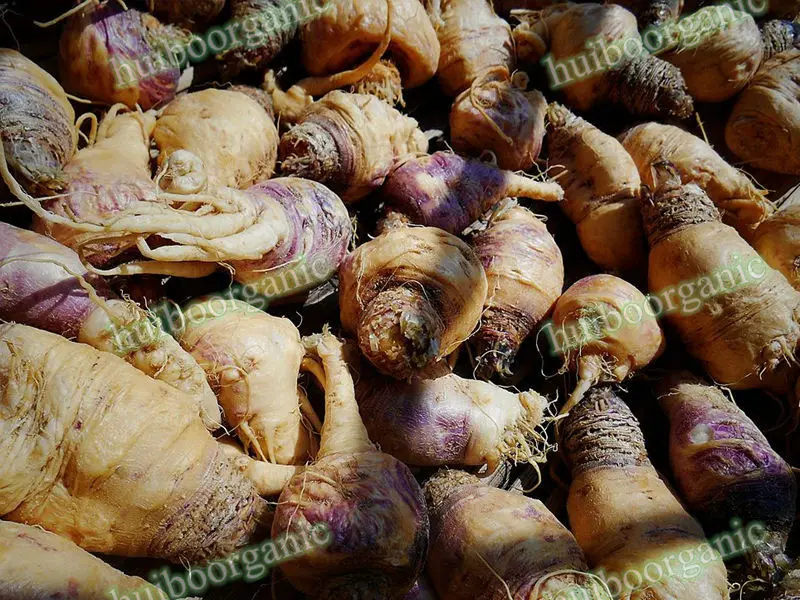 Maca Root Powder - Enhance Energy & Balance Hormones