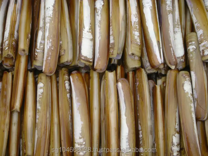 Frozen Bamboo Clam - Buy Frozen Bamboo Clams,Frozen Razor Clams Product ...