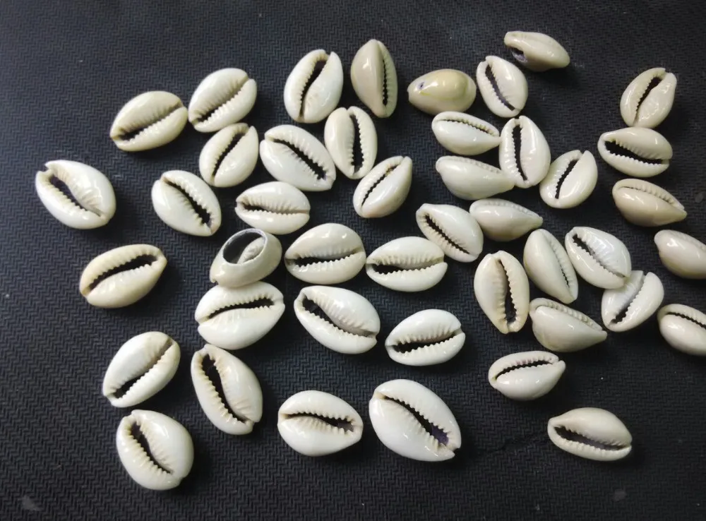 Natural Cowrie Shells For Jewelry Manufacturers,Art And Crafts And ...