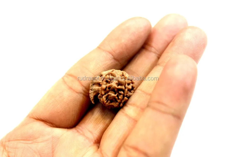 13 Mukhi Rudraksha,Thirteen Face Energized Rudraksha Bead Nepal Origin ...