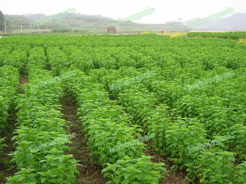 Codonopsis Pilosula - Dangshen Extract for Health & Wellness