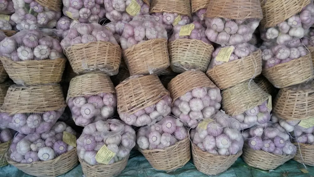 Dry Red Garlic / Egypt Origin / All Sizes - Buy Natural Garlic,Fresh ...