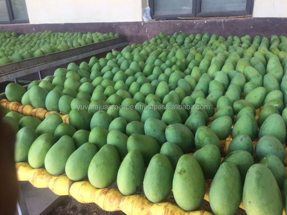 Fresh Fruits Badami Mangoes Supplier / Exporter In India - Buy Fresh ...