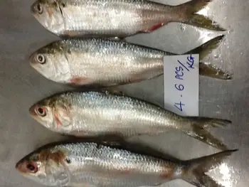 Frozen Shad Fish - Buy Frozen Shad Fish Product on Alibaba.com