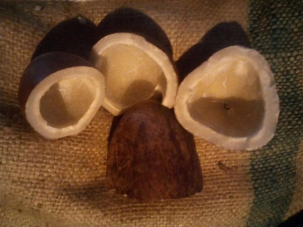 High Quality Dried Coconut Copra From India/coconut Dry Copra/half Cut ...