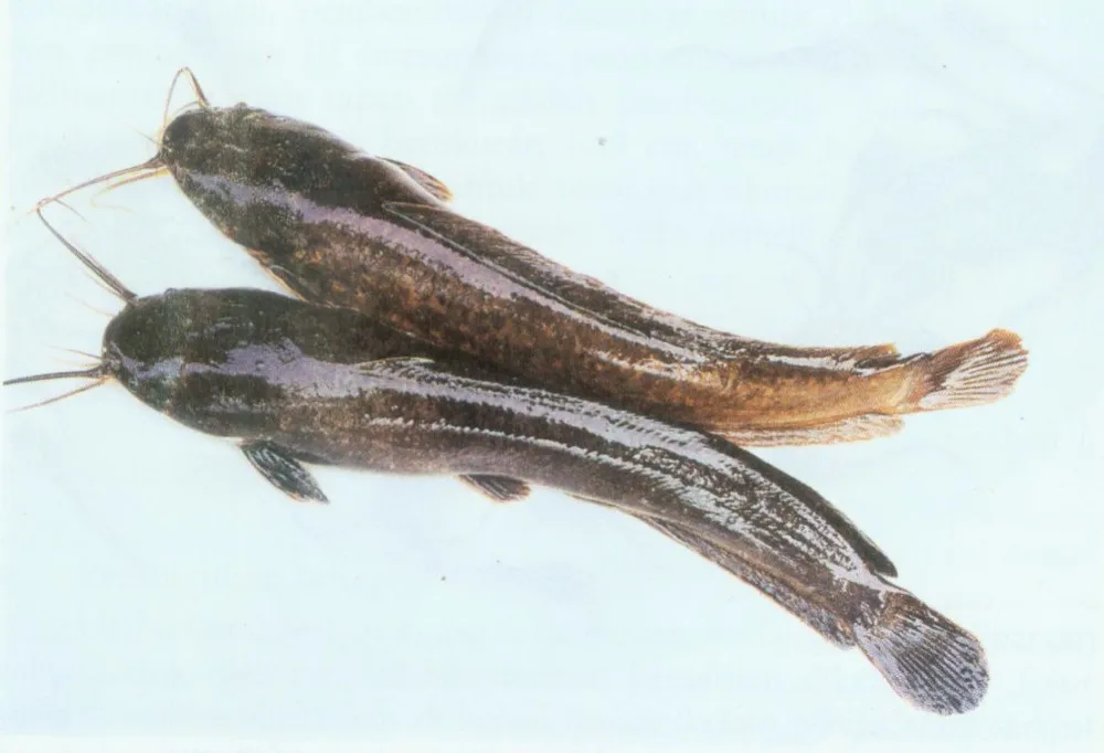 Clarias / Indonesian Frozen Catfish (lele) - Buy Fish Meat,Catfish ...