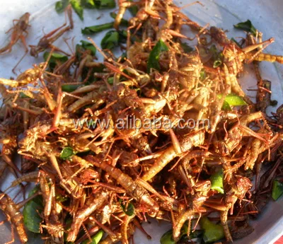 Fried Insect Patanga Succincta,Linnaeus,Grasshoppers - Buy Insect Fried ...