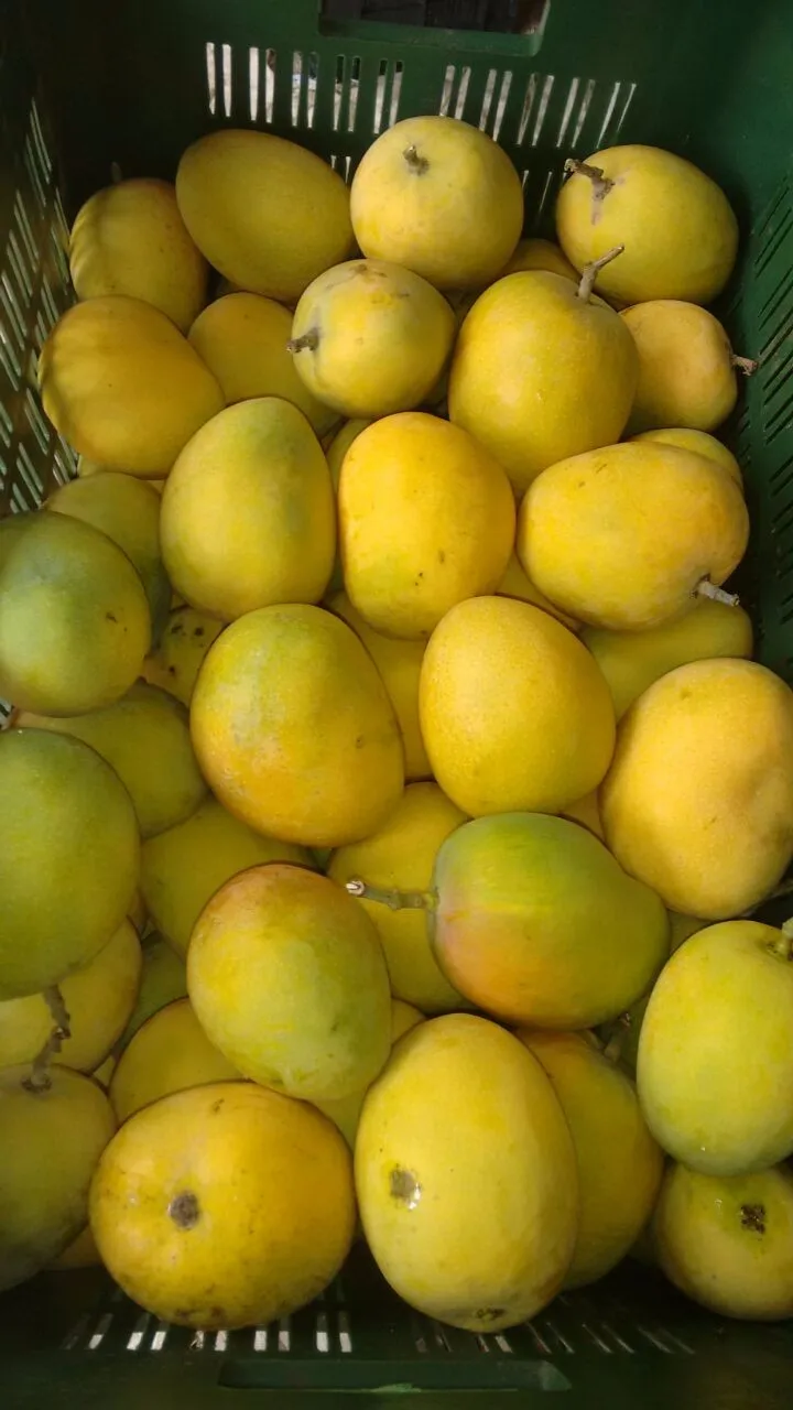 Fresh Alphonso Mango - Buy Green Alphonso Mango/mampalam,Farm Fresh ...