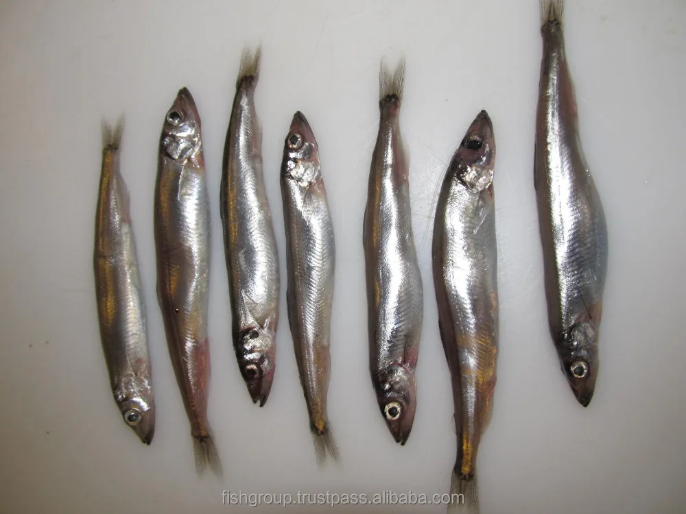 Frozen Female Capelin - Buy Frozen Capelin,Frozen Shisamo,Female ...