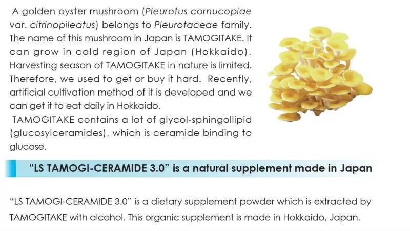 Japanese Pleurotus Cornucopiae ( Tamogitake,Golden Oyster Mushroom ...