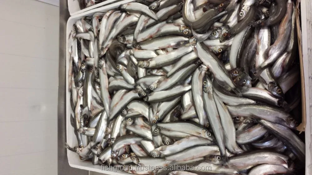 Frozen Female Capelin - Buy Frozen Capelin,Frozen Shisamo,Female ...