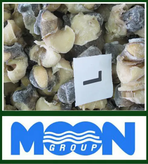 Conch Shell - Buy Frozen Conch Meat,Whelk Meat,Top Shell Meat Product ...