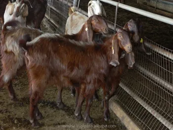 Damascus Goat - Buy Damascus Goat,Dairy Goats,Shani Goat Product on ...