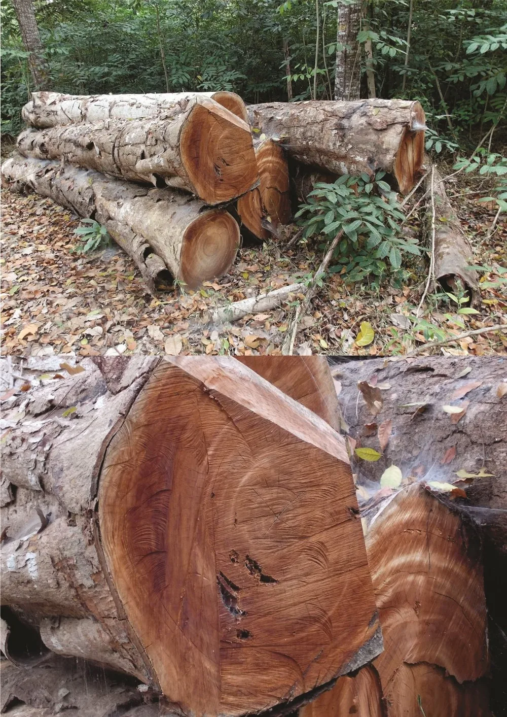 African Mahogany Logs - Buy African Mahogany Logs,Khaya Log,Acajou Log ...