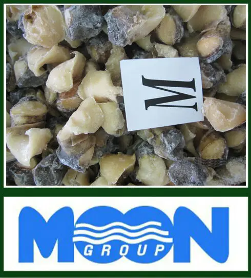 Conch Shell - Buy Frozen Conch Meat,Whelk Meat,Top Shell Meat Product ...
