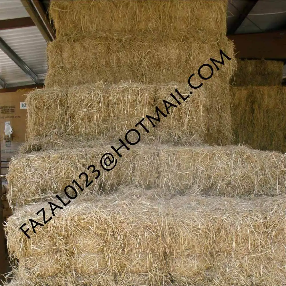 Bangladesh High Quality Rice Straw / Alfalfa Hay From Export Trade ...