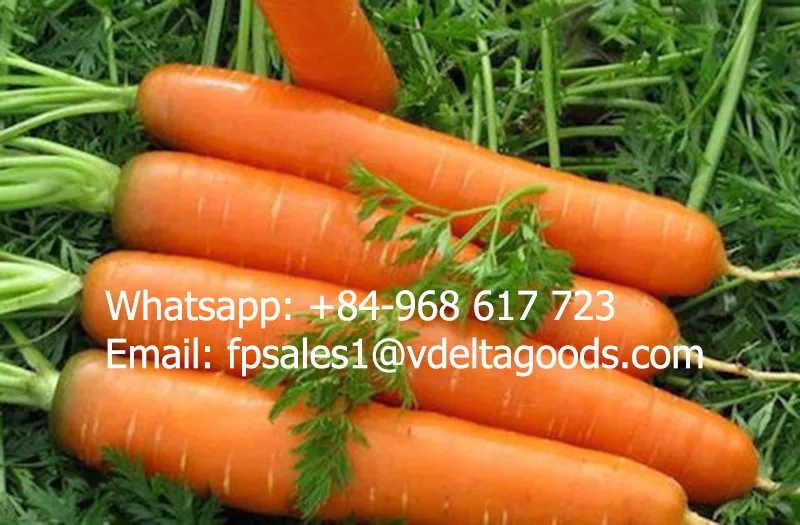 Vietnam Fresh Carrots - Global GAP Certified Export Standard