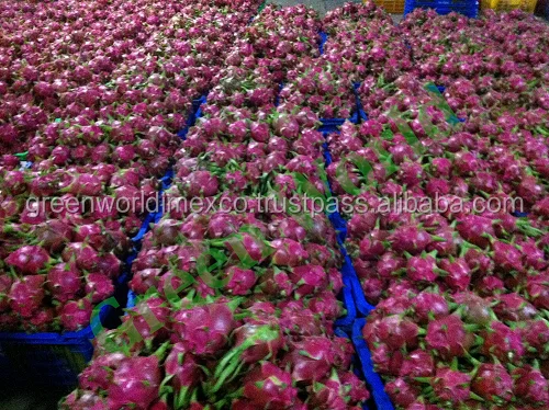 Frozen Natural Red Dragon Fruit Pitaya Cubes Vietnam Cheap Price ...