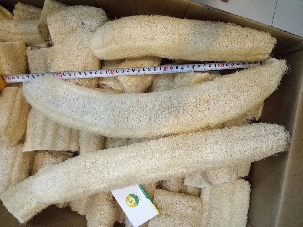 Raw Material Loofah In Available Organic And Natural No Chemical/ Luffa ...