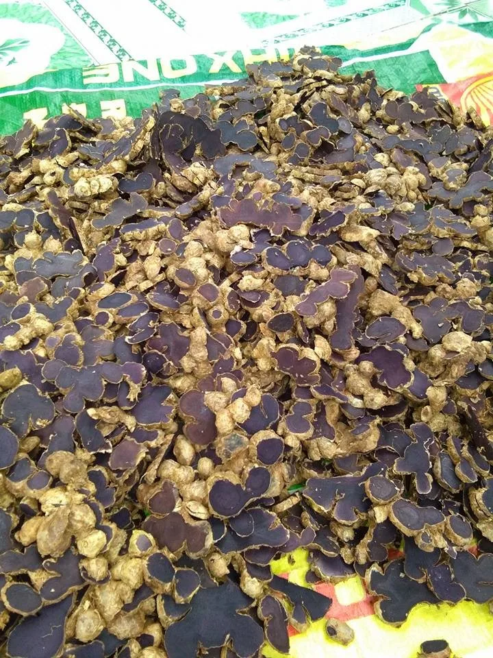 Black Ginger The Wonder Herb - Buy Black Ginger,Black Galingale,Dried ...