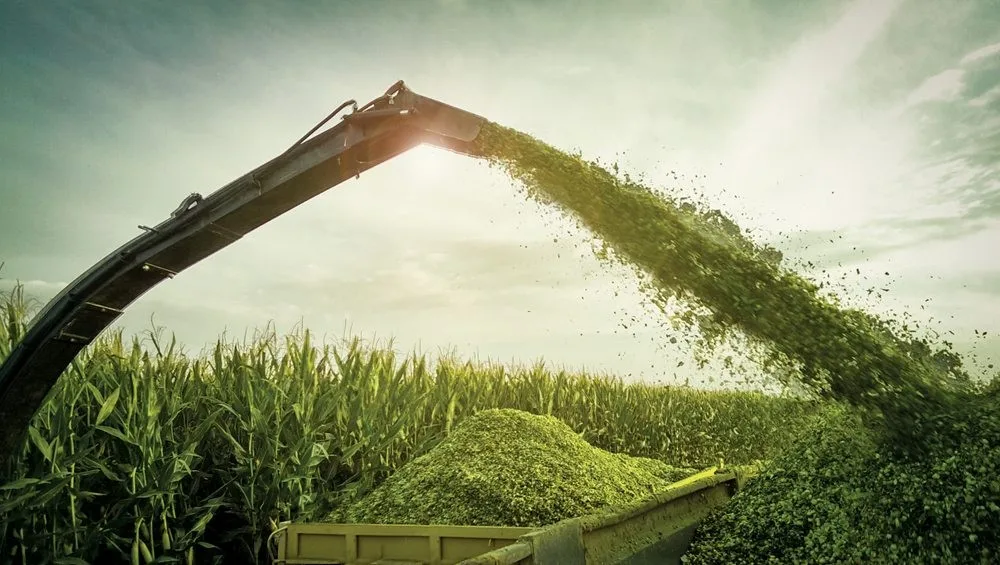 Corn Silage/ Maize Silage/ Agricultural Waste - Buy Corn Silage ...
