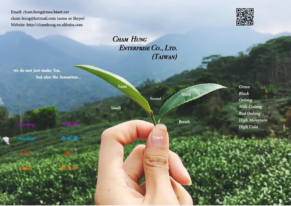Alishan Oolong,Light Fermented Taiwan High Mountain Tea Leaves For Any ...