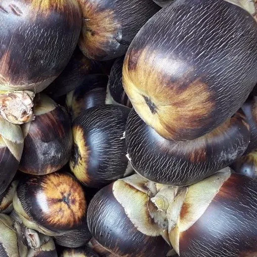 Palm Jelly/ Toddy Palm Pulp 100% Natural Made In Vietnam/whatsapp +84 ...