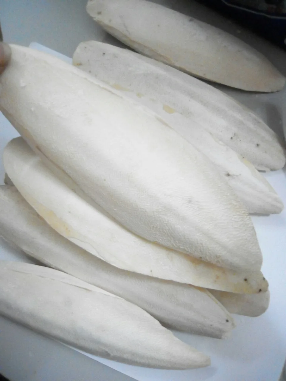 Cuttlefish Bone from Vietnam - High Quality & Calcium Rich