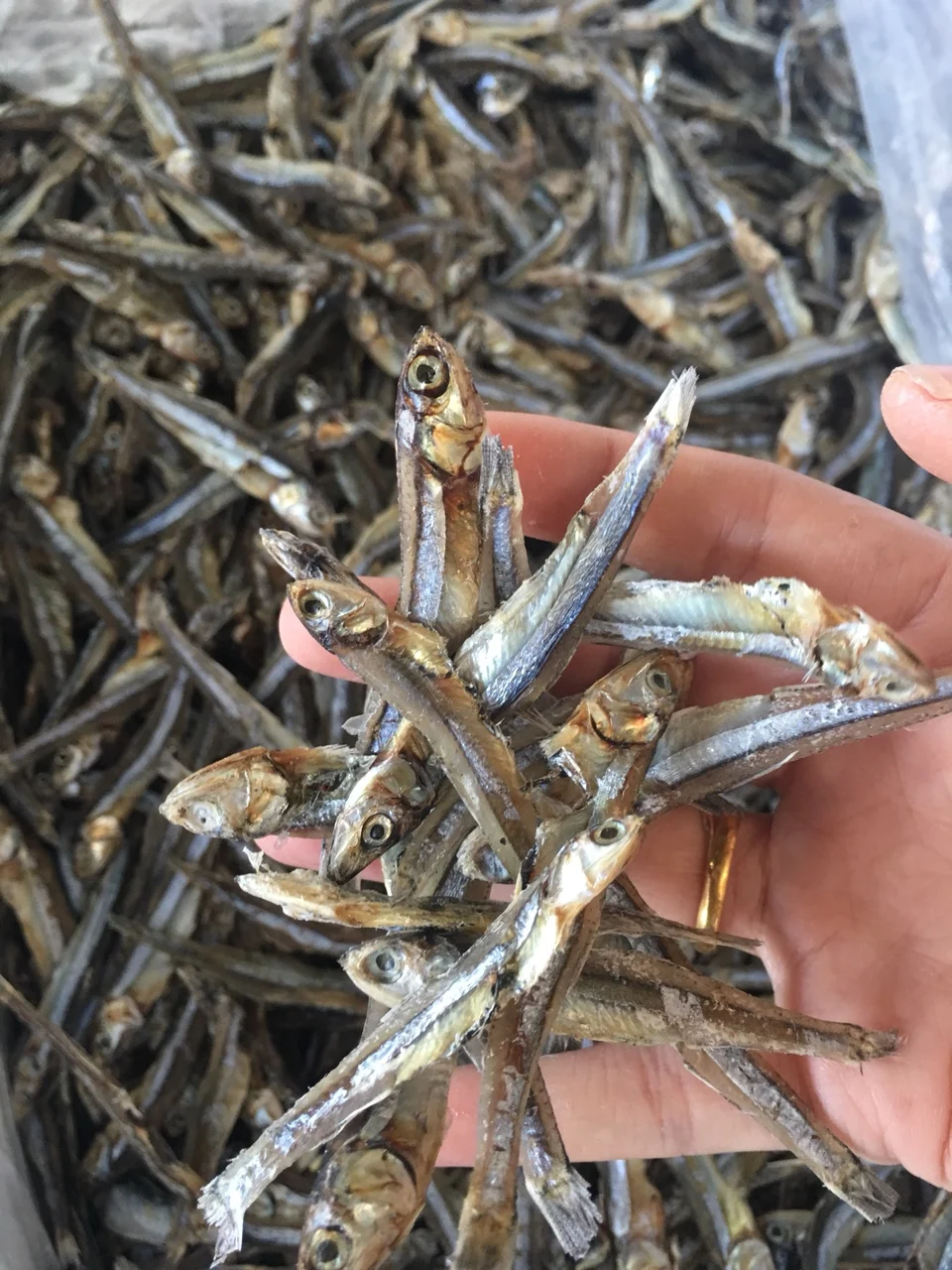 Dry Sprats/dry Silver Anchovy Export to Colombo - VILACONIC