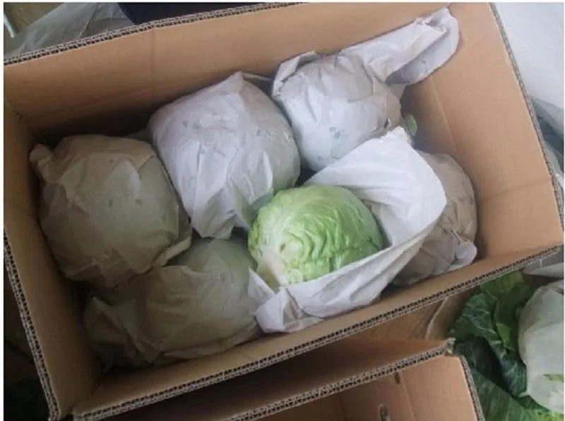 Fresh Cabbage Good Quality From Vietnam - Buy Cabbage,Fresh Cabbage ...