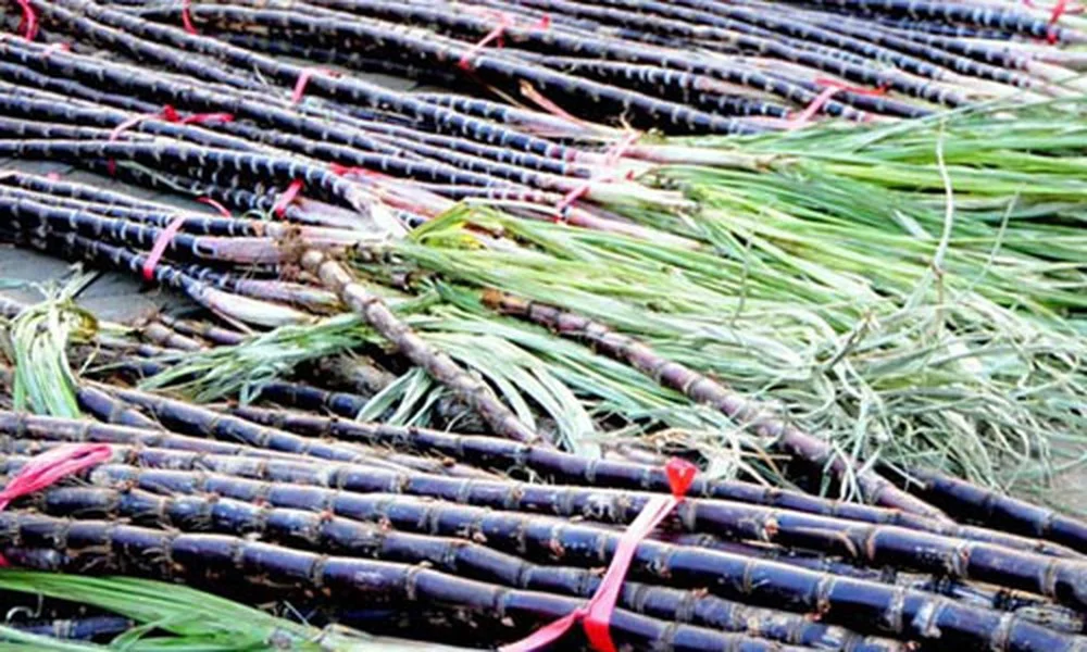 Raw Molasses from Vietnam - Premium Quality for Livestock