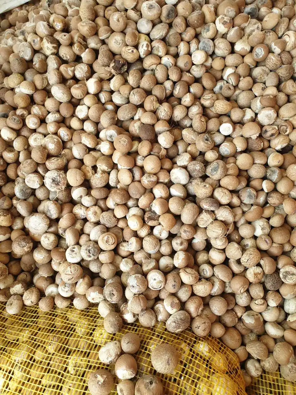 Viet Nam Whole Dried Betel Nuts - Whatsapp +84765149122 - Buy Dried ...