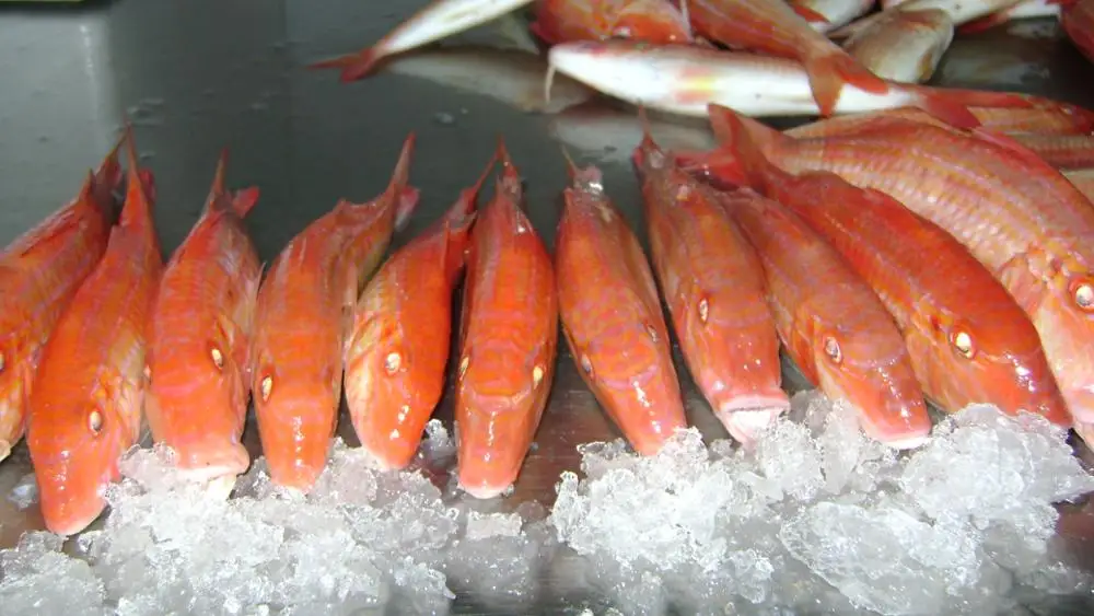 redmullet,(第15页)_大山谷图库