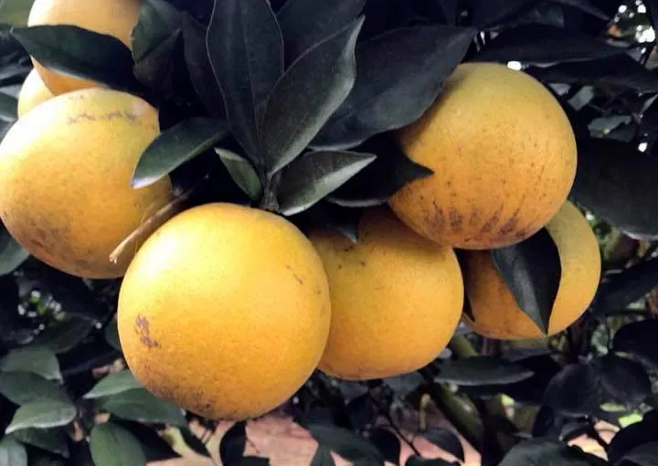 Fresh Vietnamese Yellow Orange/ Organic Orange - Buy Fresh Yellow ...