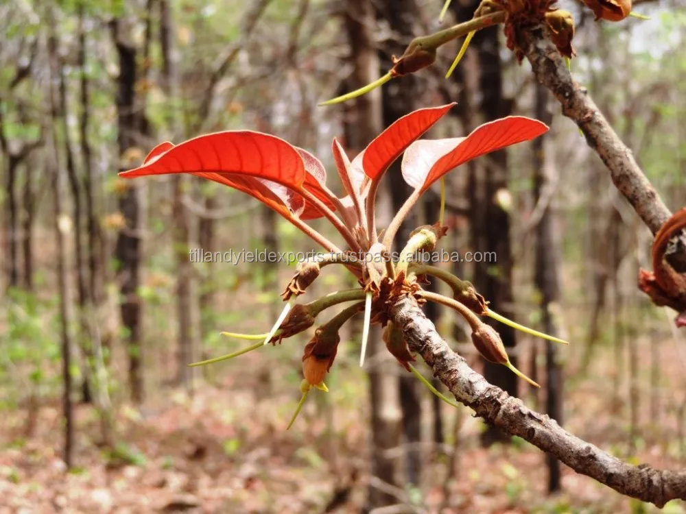Mahua - Madhuca Longifera - Indian Butter Tree- Flower/oil/ Seed - Buy ...