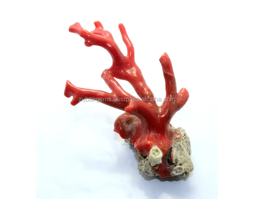 Natural Italian Red Coral Rough Stick Shape Branch Specimen