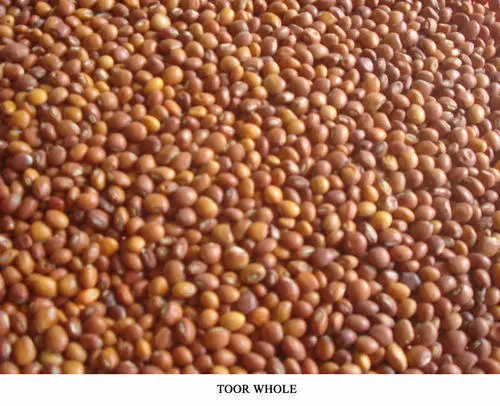 Toor Whole Beans Toor Pulse Toor Whole Lemon - Buy Pigeon Peas,Toor ...
