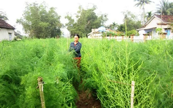 Export Standard Asparagus - Fresh Green Liliaceous Vegetables