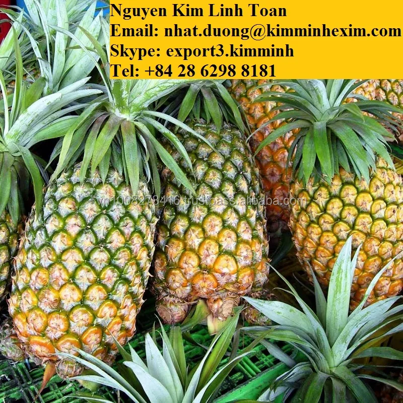 Fresh Queen Pineapple - Sweet and Juicy Tropical Fruit