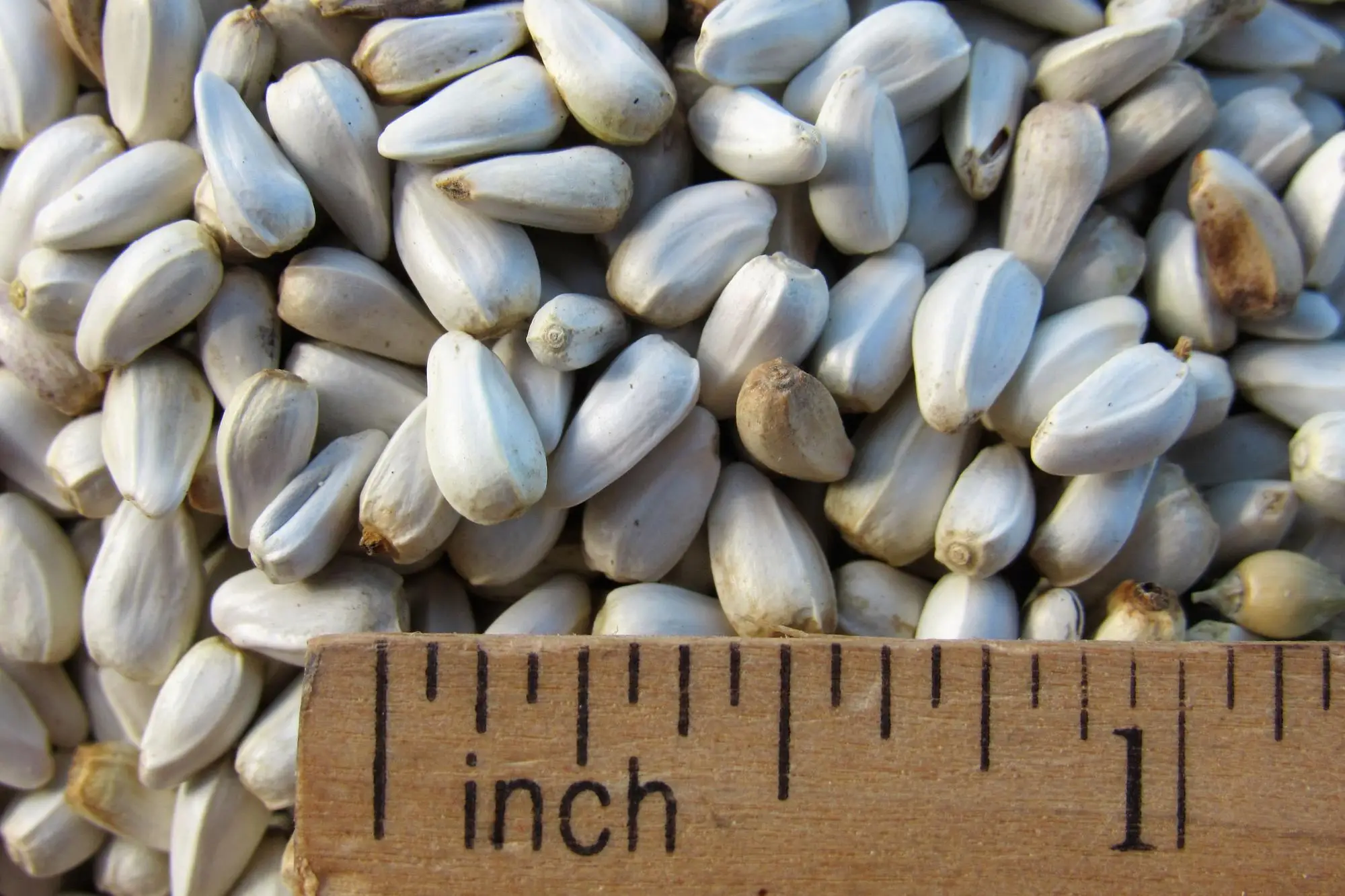 Graine De Carthame - Safflower Seeds from Bangladesh